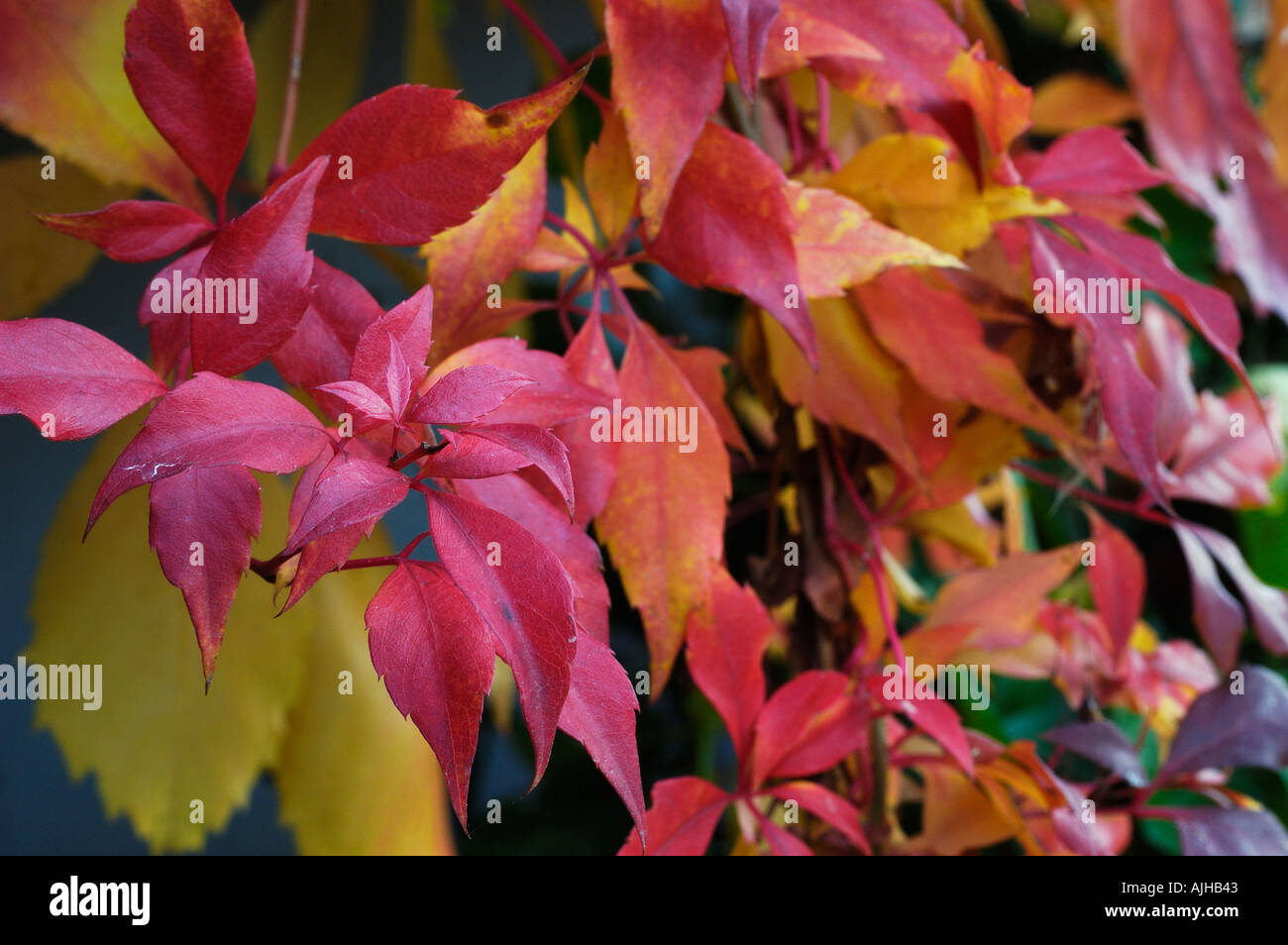 Colorful wild vine Stock Photo - Alamy