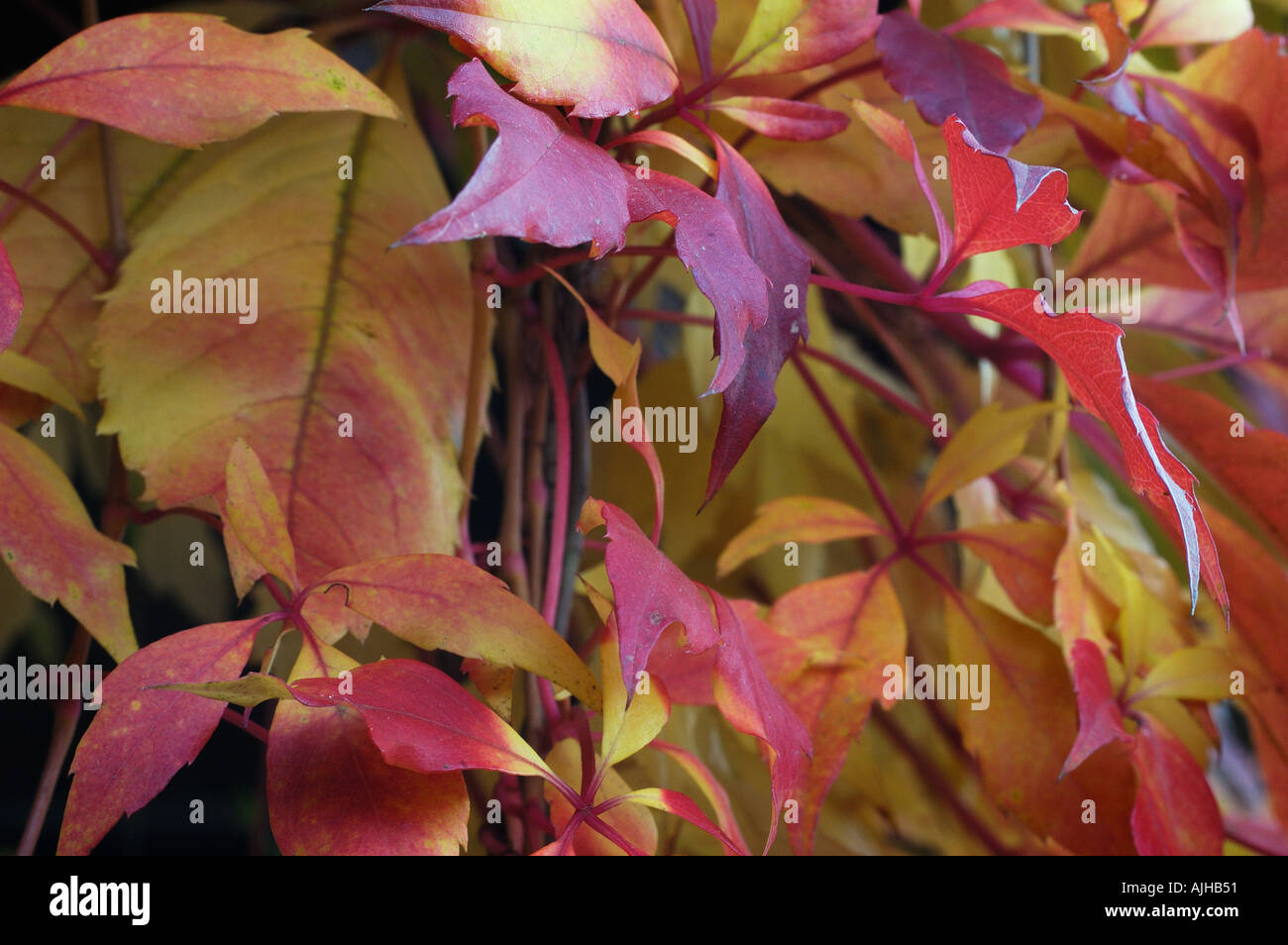 Colorful wild vine Stock Photo - Alamy