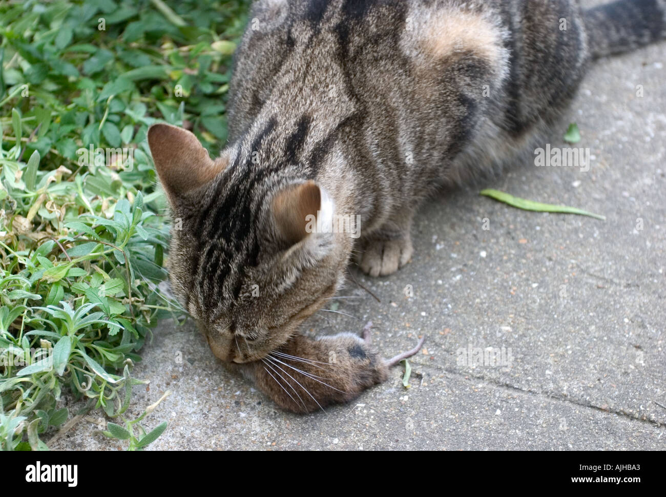 Cat and a dead mouse Stock Photo - Alamy