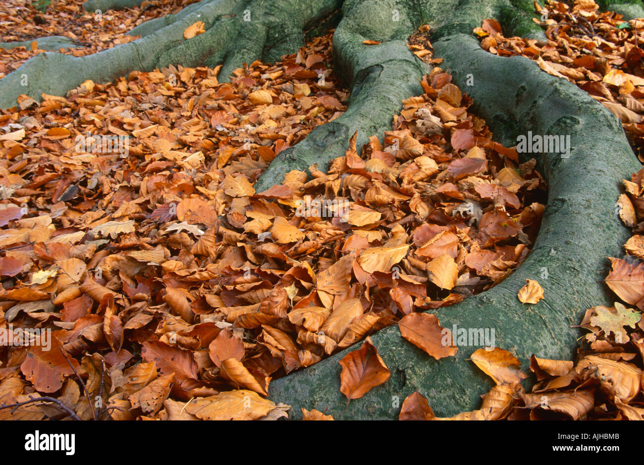 Tree roots at Padley Gorge , Peak District , Derbyshire , England Stock ...