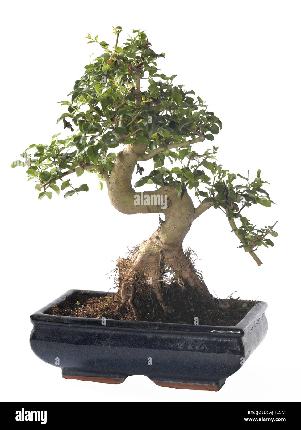 Bonsai art growing miniature Cut Out Stock Images & Pictures - Alamy