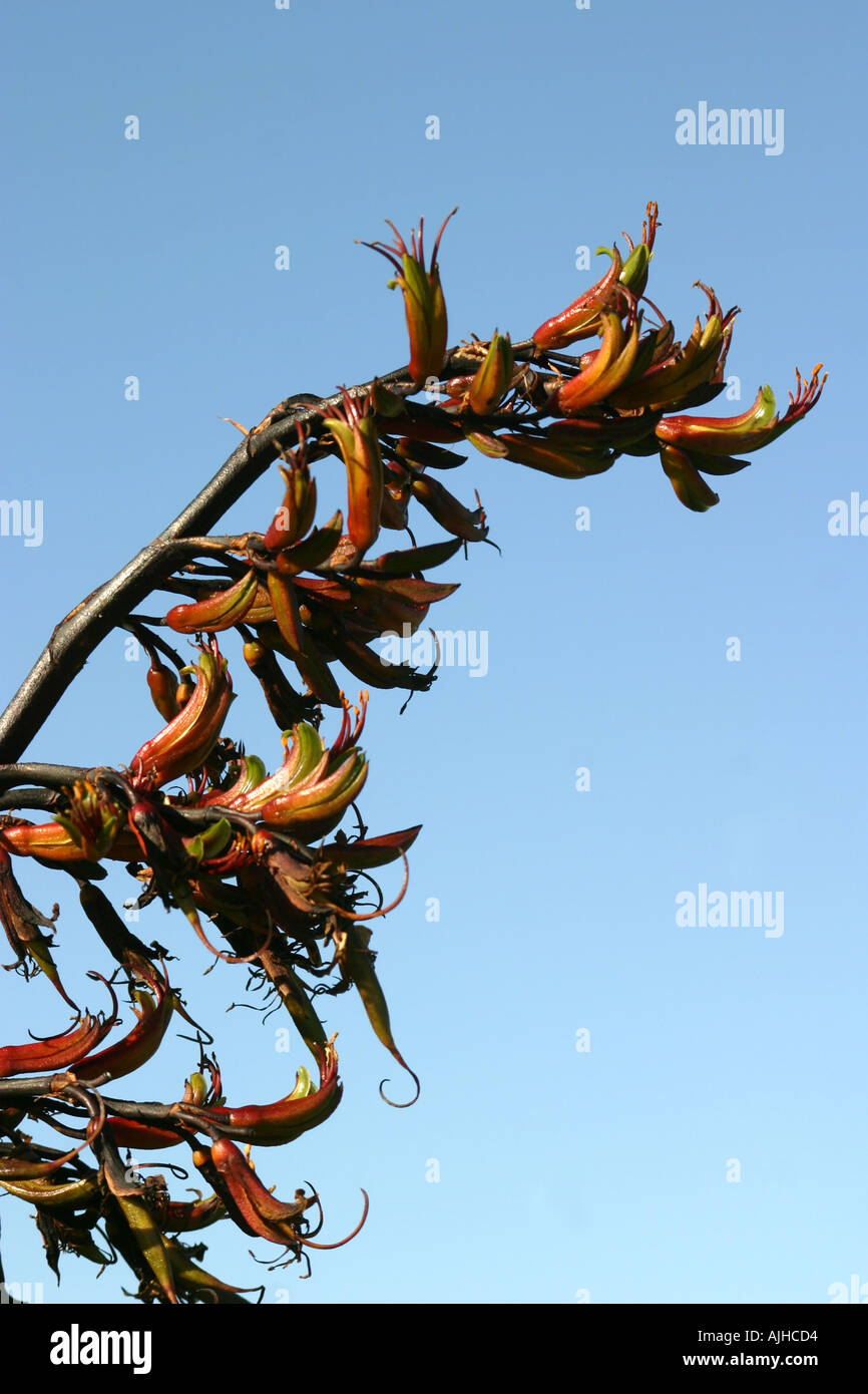 Phormium tenax flower hi-res stock photography and images - Alamy