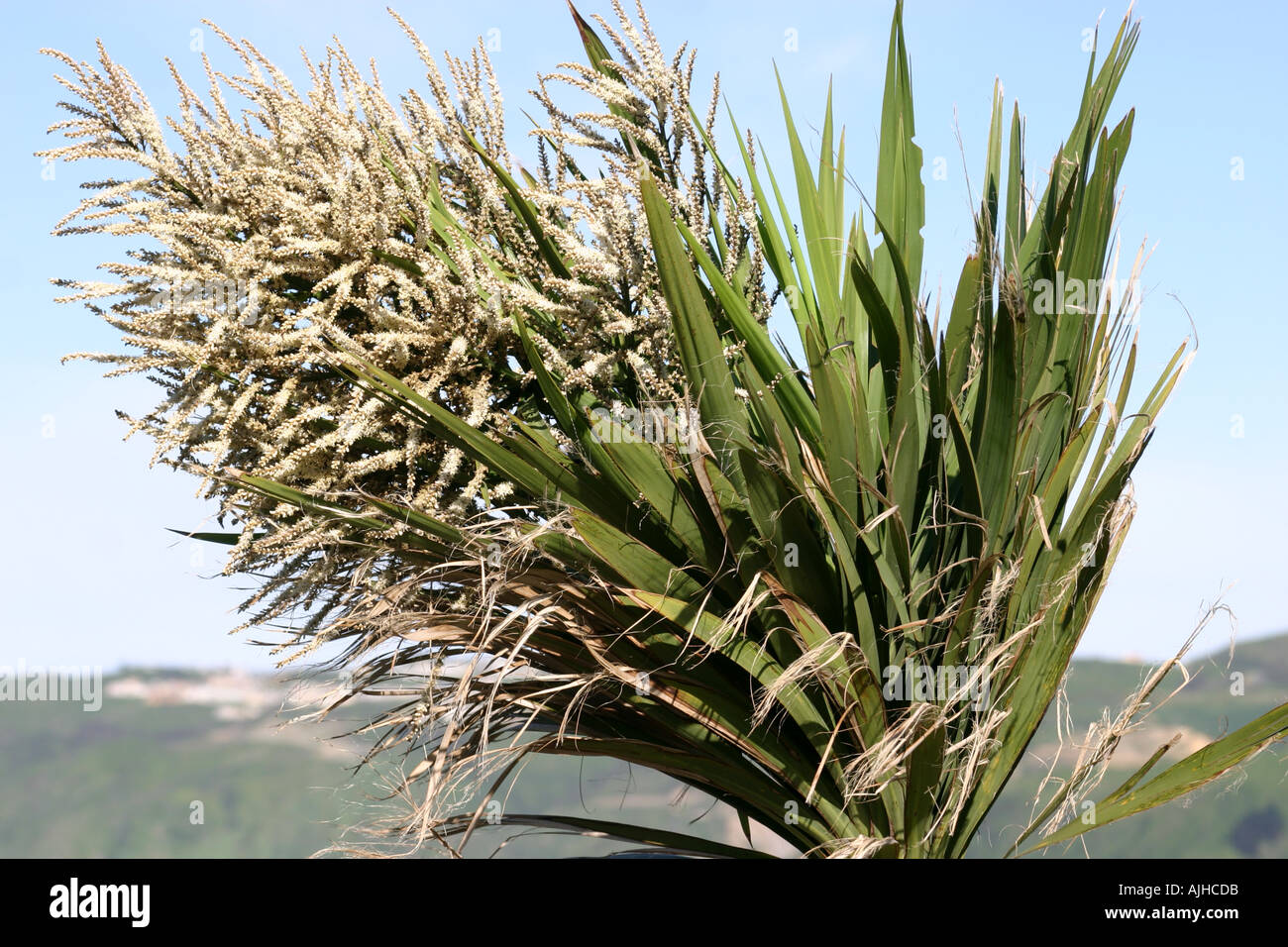 Cabbage tree flowering New Zealand Stock Photo - Alamy