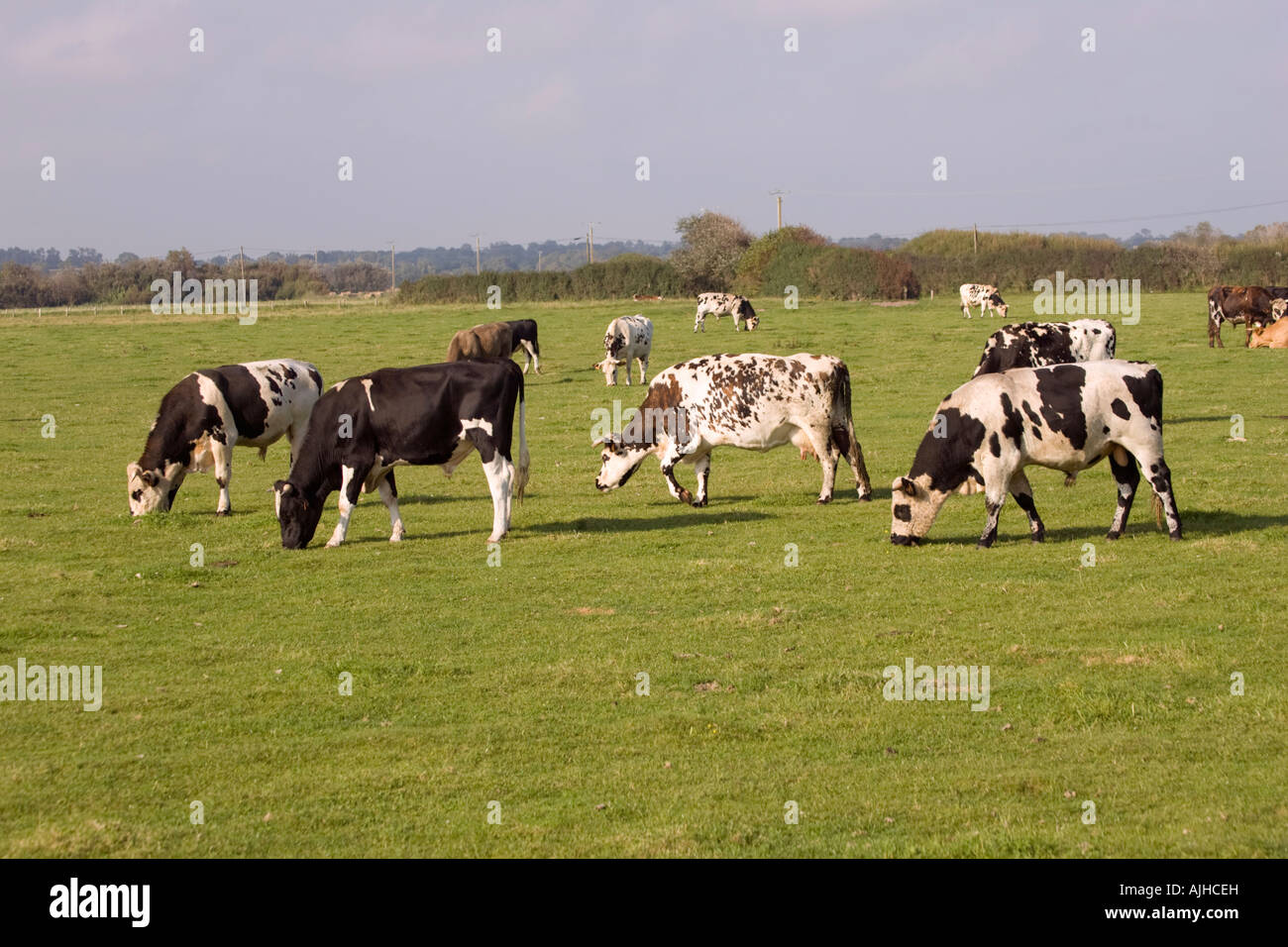 Normande tricoloured cattle grazing in field Normandy France Stock ...