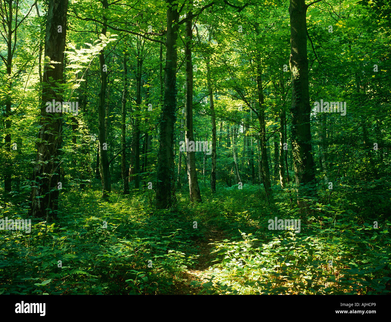 Woodland at Swithland Wood in the Charnwood Forest part of the National ...