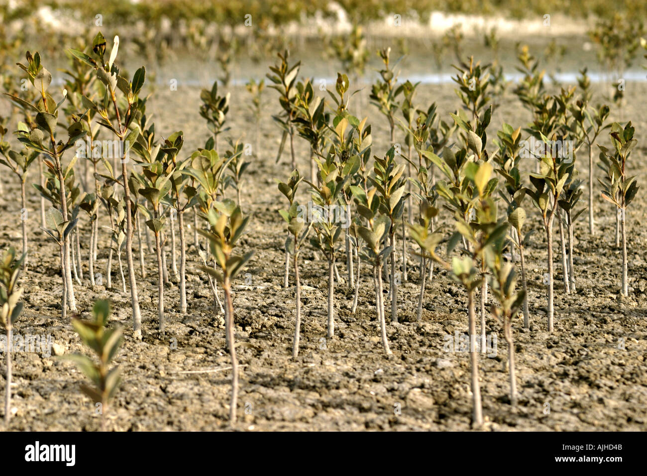 Mangrove seedlings at Miranda Shore North Island New Zealand Stock ...