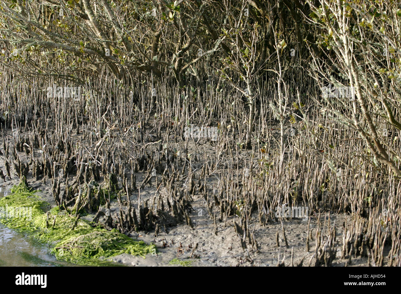 Mangrove breathing roots at Miranda Shore North Island New Zealand ...