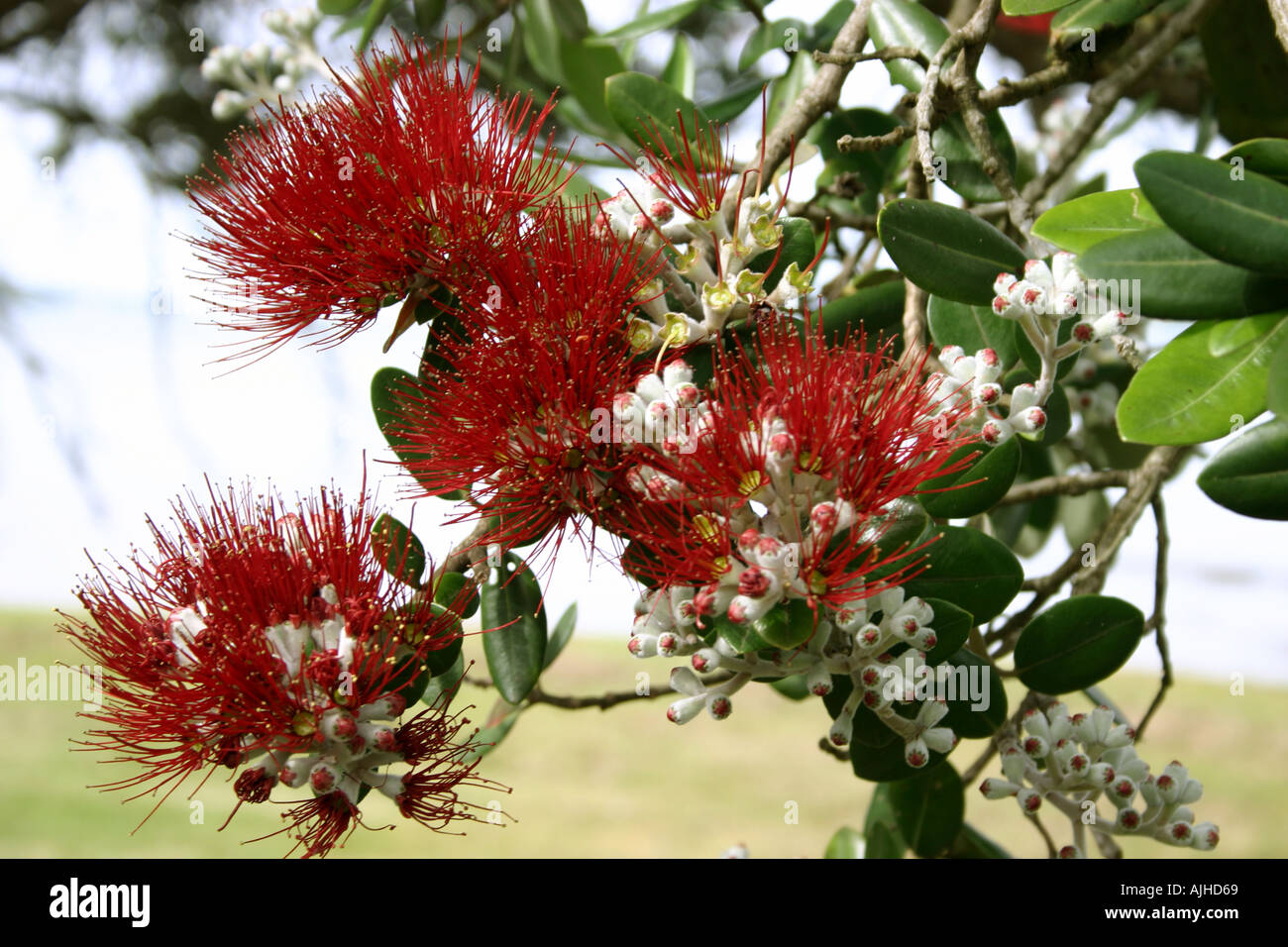 Pohutukawa tree flowering and buds North Island New Zealand Stock Photo ...