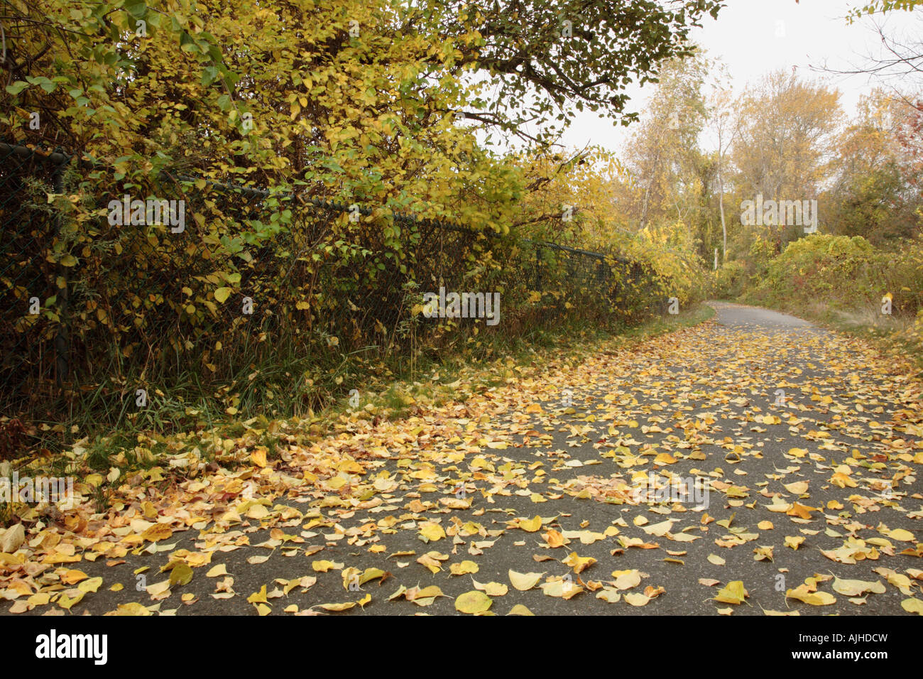 Maple trees in the forest during the autumn months along a walking path ...