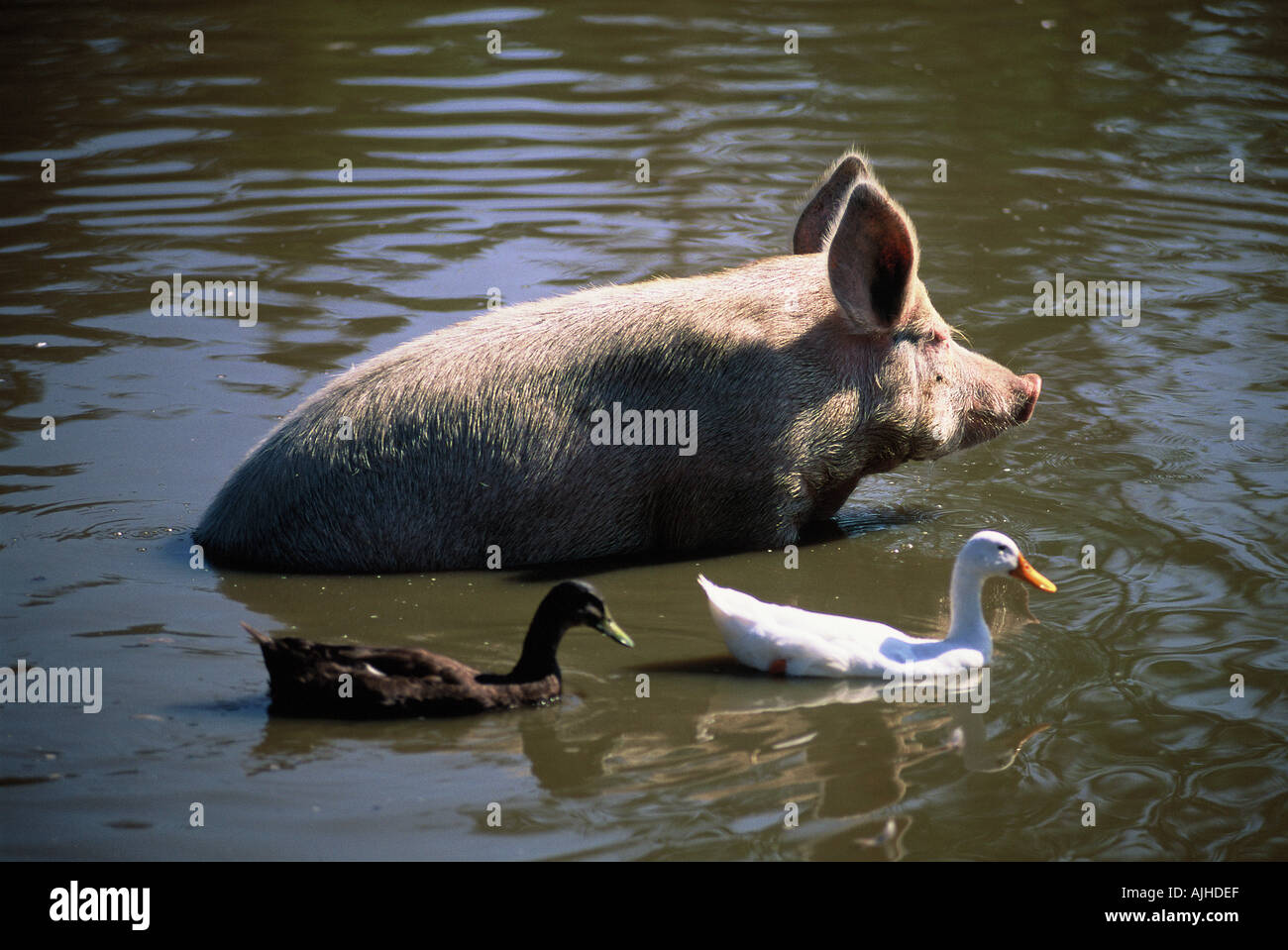 Pig and Ducks cool off in a pond Stock Photo - Alamy