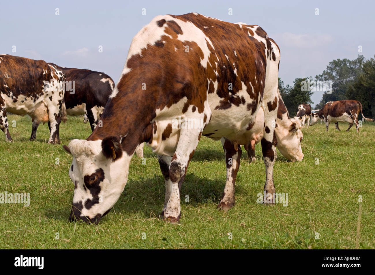 Normande cattle hi-res stock photography and images - Alamy