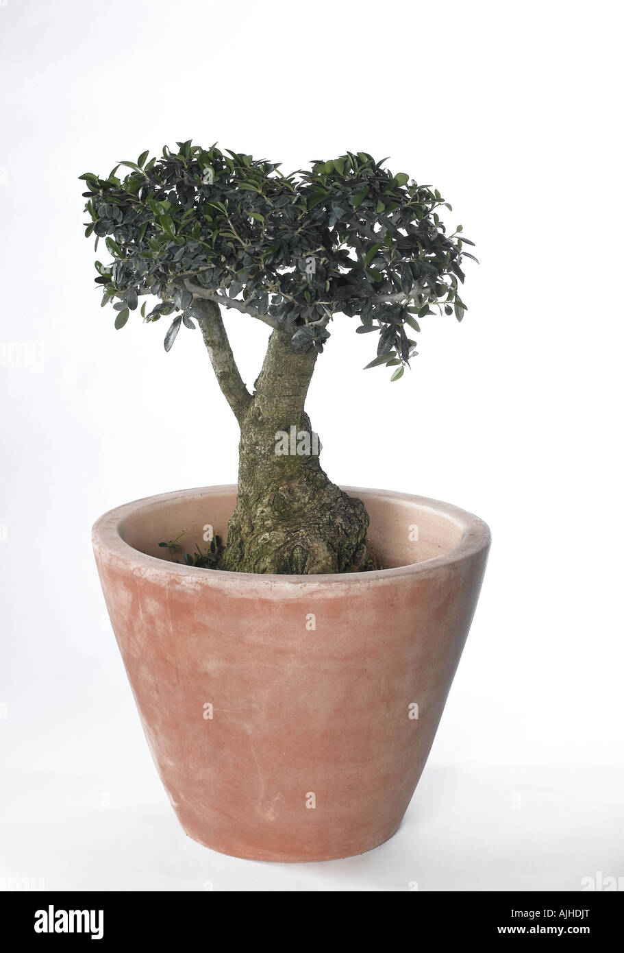 Fig bonsai Ficus sp Stock Photo - Alamy