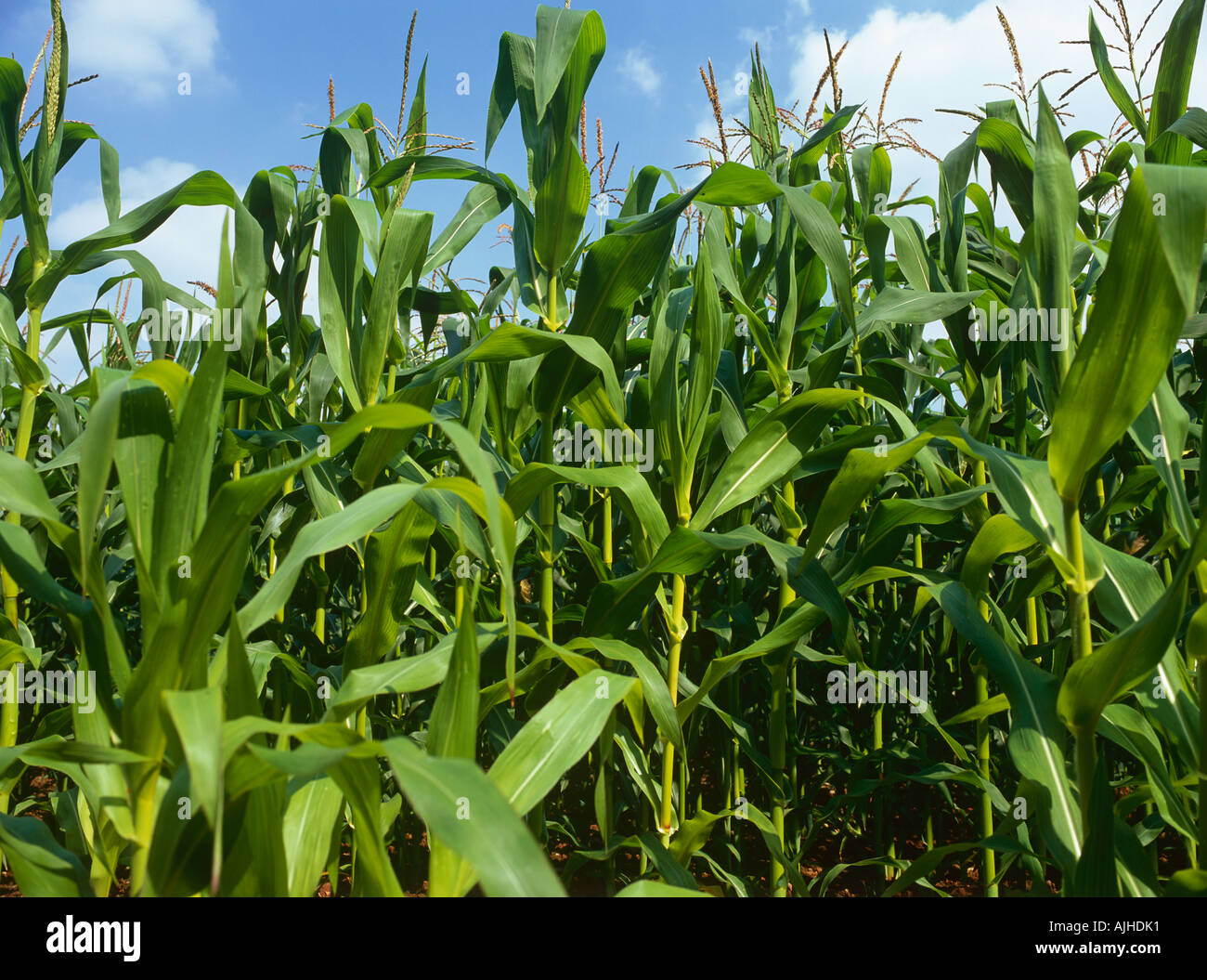 Field of maize crop growing in Leicestershire England UK Stock Photo ...
