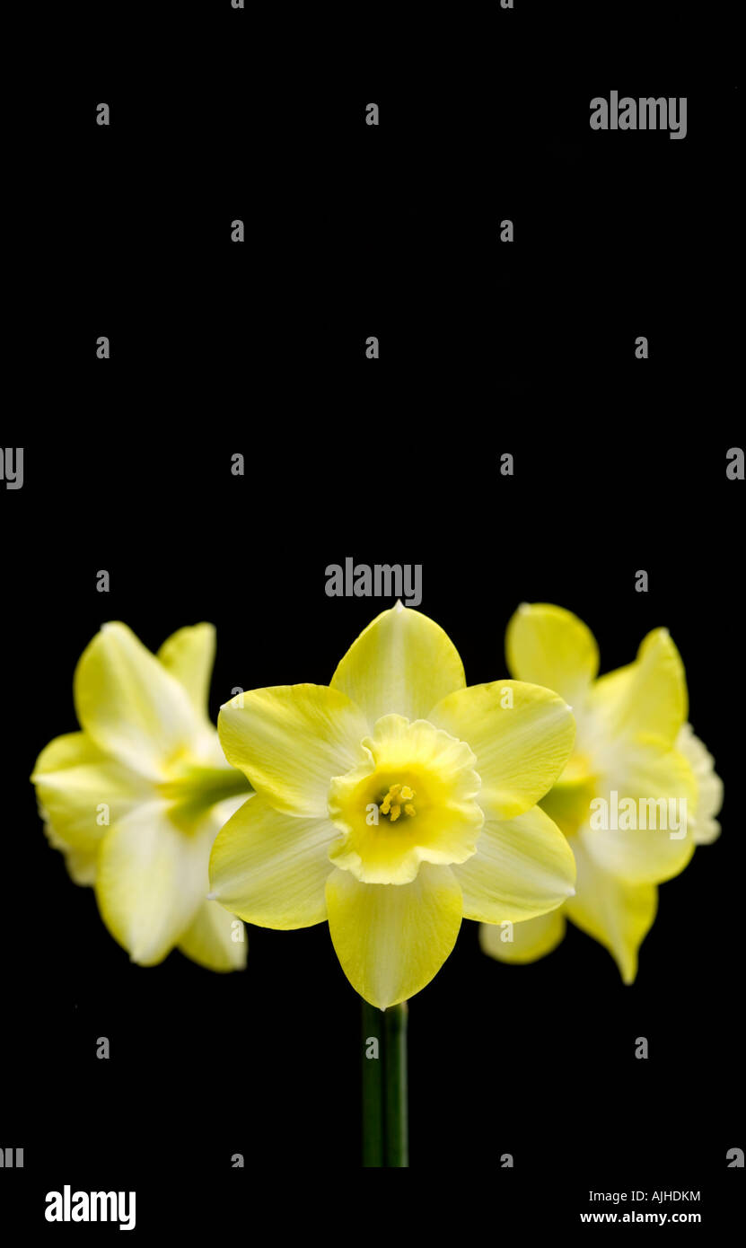 Studio photograph of Dafodills on black background Stock Photo - Alamy