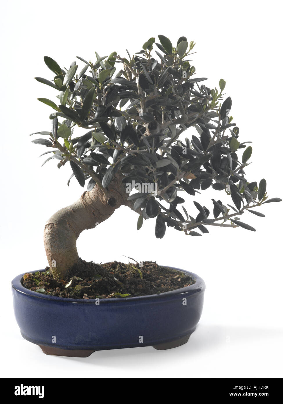 Ficus tree trunk Cut Out Stock Images & Pictures - Alamy