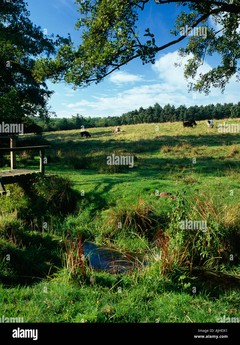 Newtown National Trust High Resolution Stock Photography and Images - Alamy