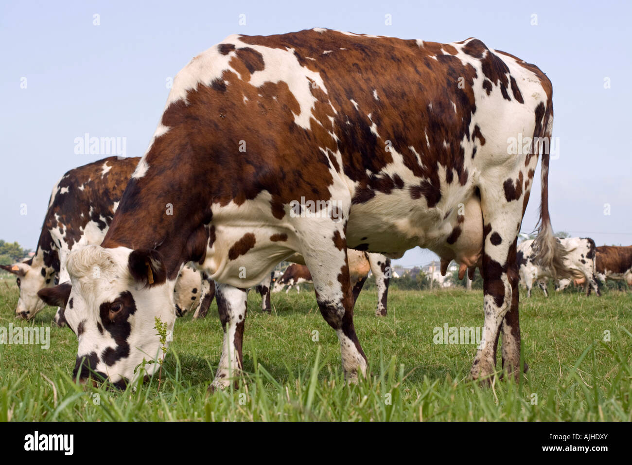 Normande tri coloured cattle grazing Normandy France Stock Photo - Alamy