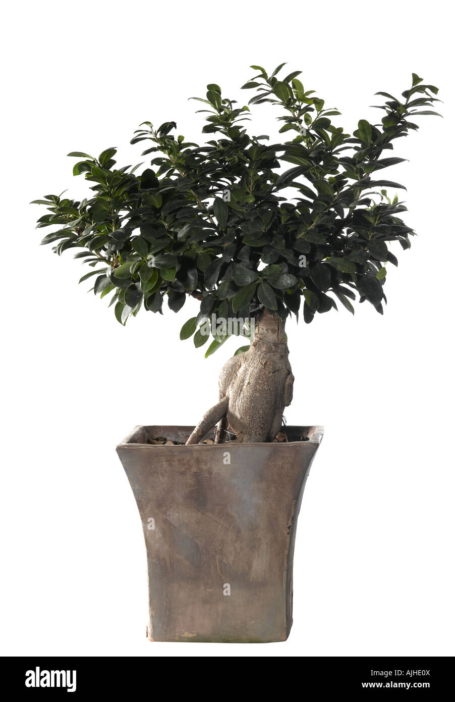 Fig trees ficus sp hi-res stock photography and images - Alamy