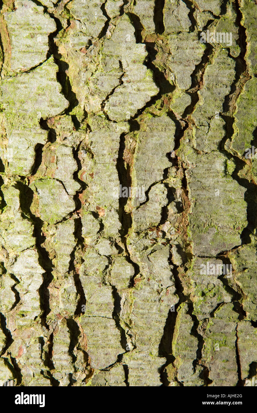Ridged bark texture hi-res stock photography and images - Alamy