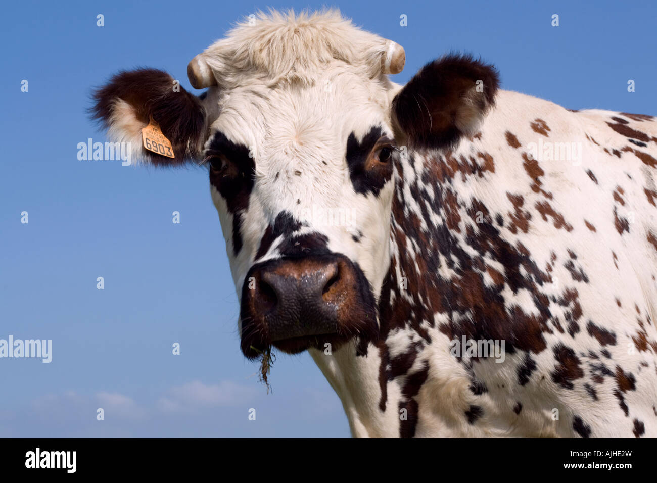 Normandy cow hi-res stock photography and images - Alamy