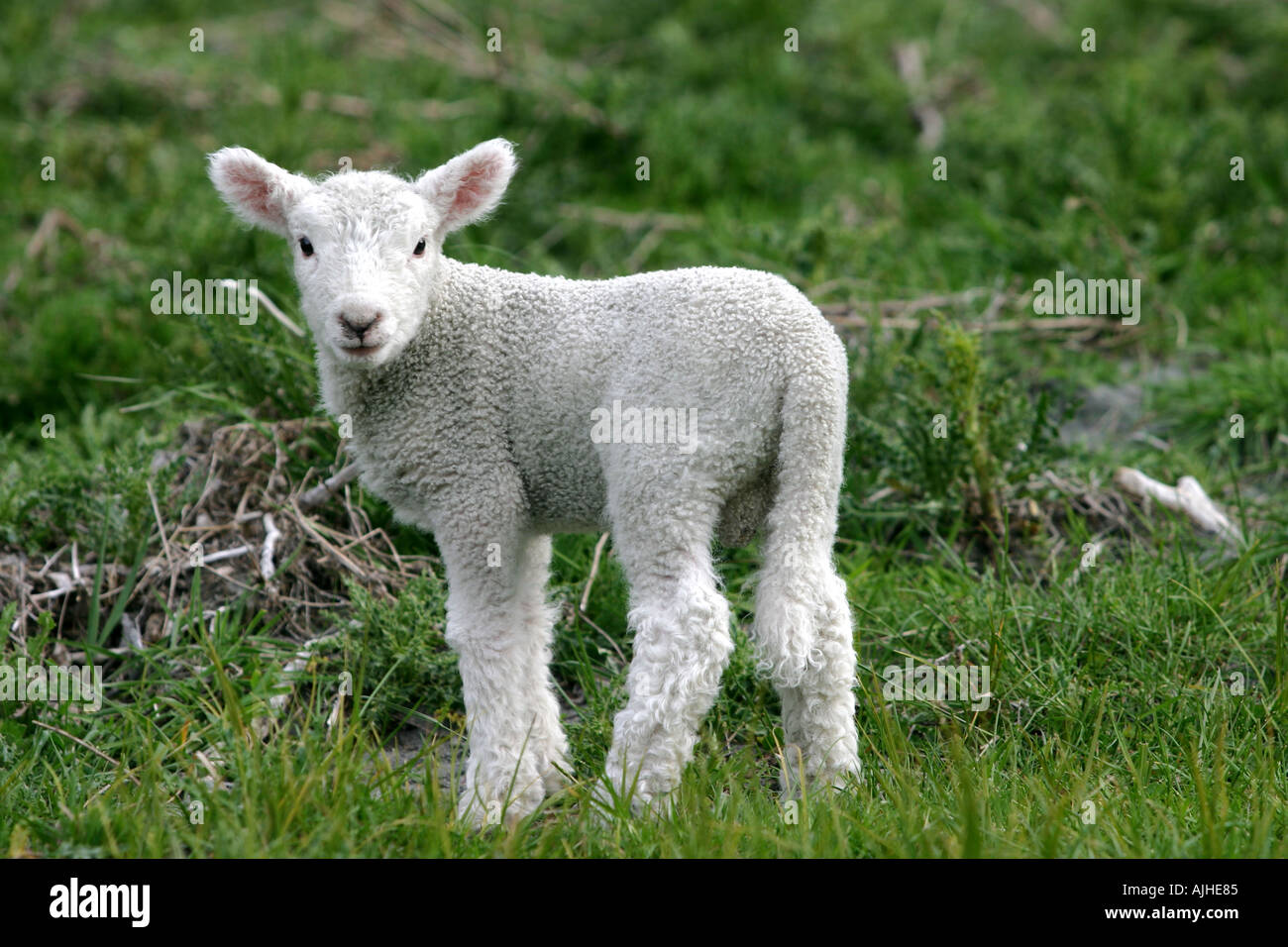 Cute little lamb side view hi-res stock photography and images - Alamy