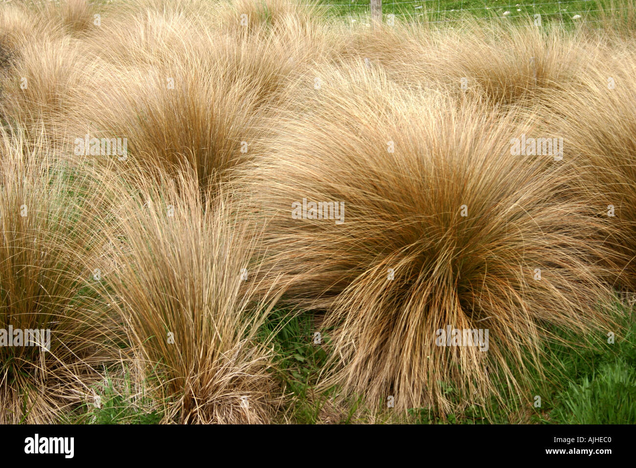 Tussock grass landscapes hi-res stock photography and images - Alamy