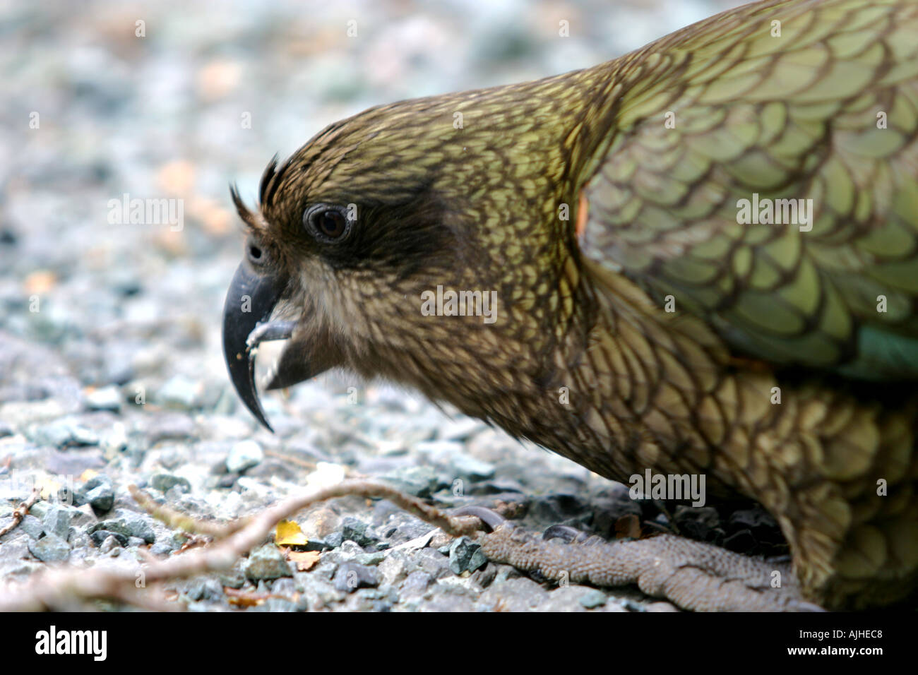 Kea bird detail hi-res stock photography and images - Alamy