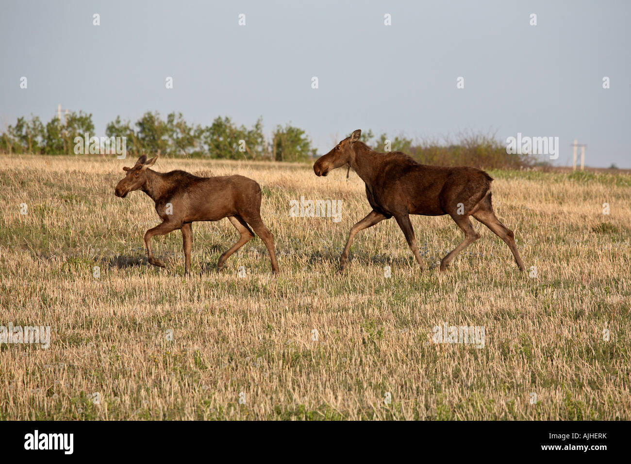 Moose in Saskatchewan field Stock Photo - Alamy
