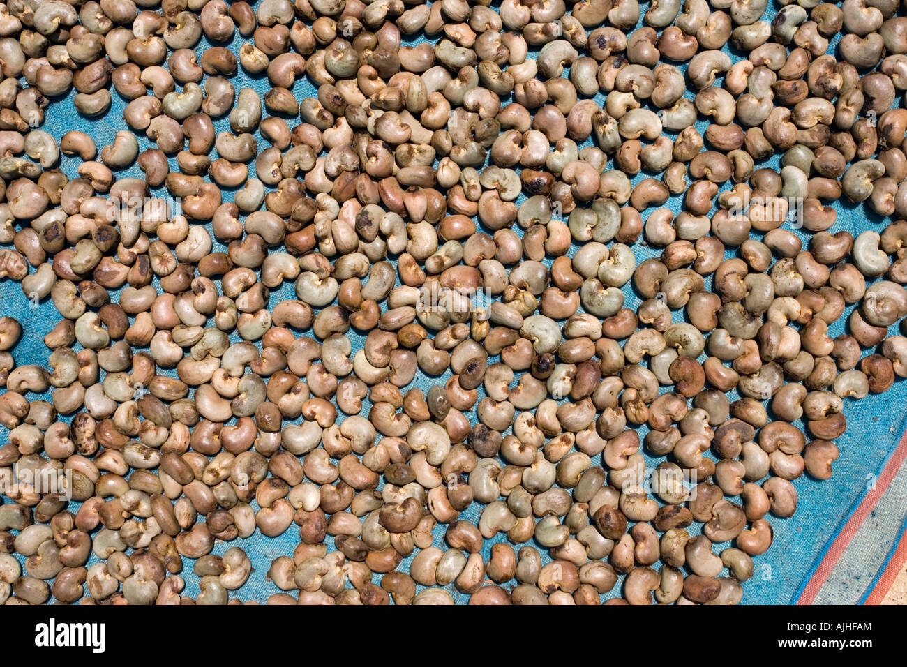 Cashew nuts drying in the sun hi-res stock photography and images - Alamy
