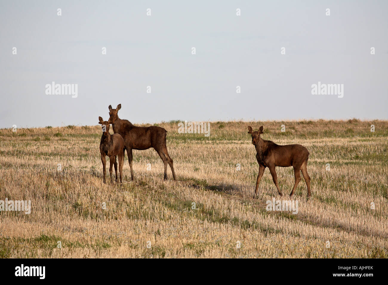 Moose in Saskatchewan field Stock Photo - Alamy