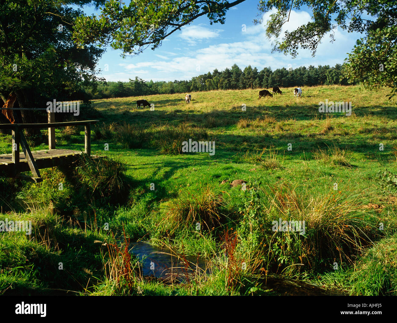 Lea Meadows near Newtown Linford in Leicestershire an ancient area of ...