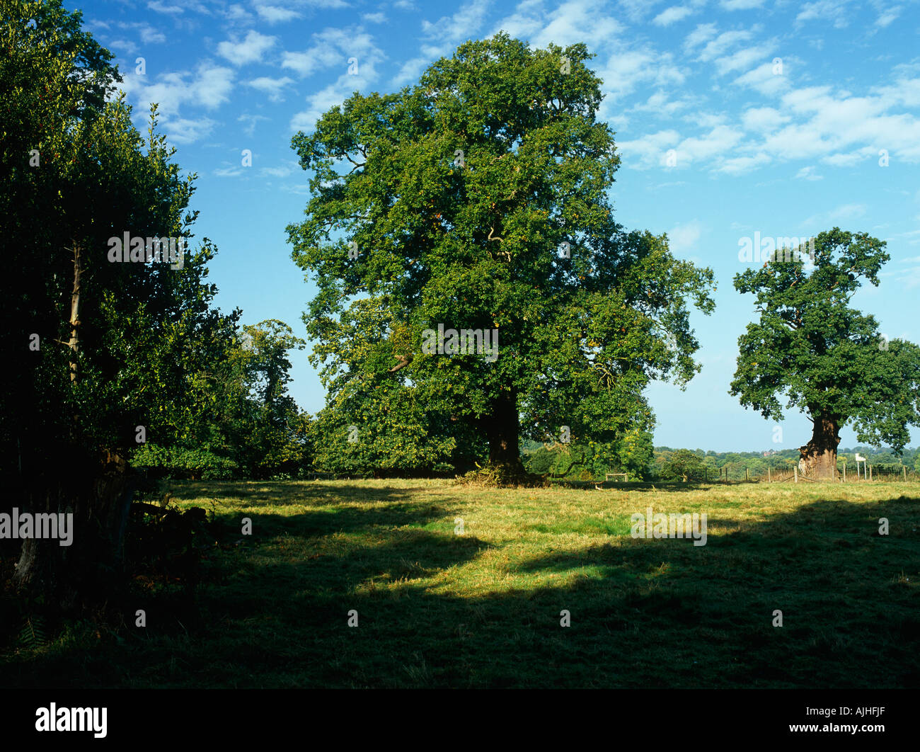 Needwood forest hi-res stock photography and images - Alamy