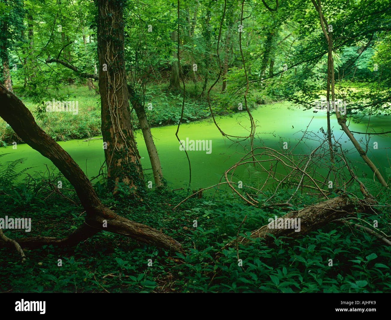 Lime pits in the grounds of Calke Abbey Ticknall Derbyshire England UK ...