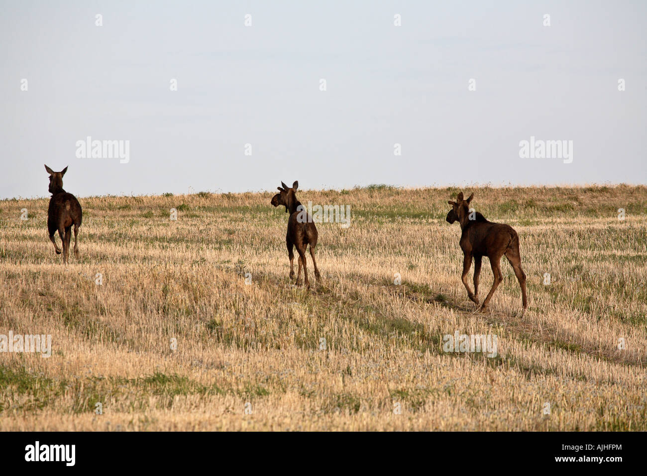 Moose in Saskatchewan field Stock Photo - Alamy
