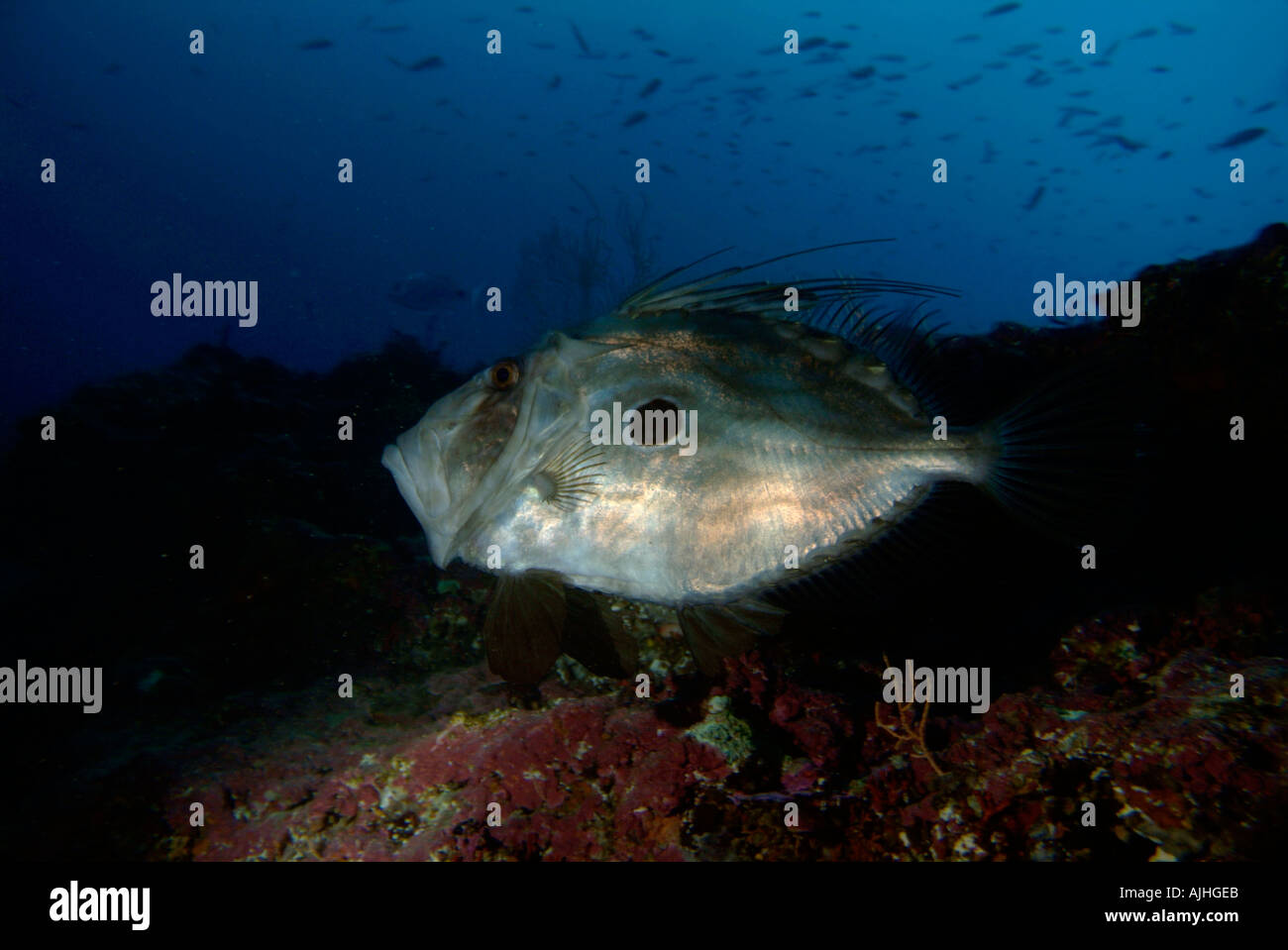 Peter fish hi-res stock photography and images - Alamy