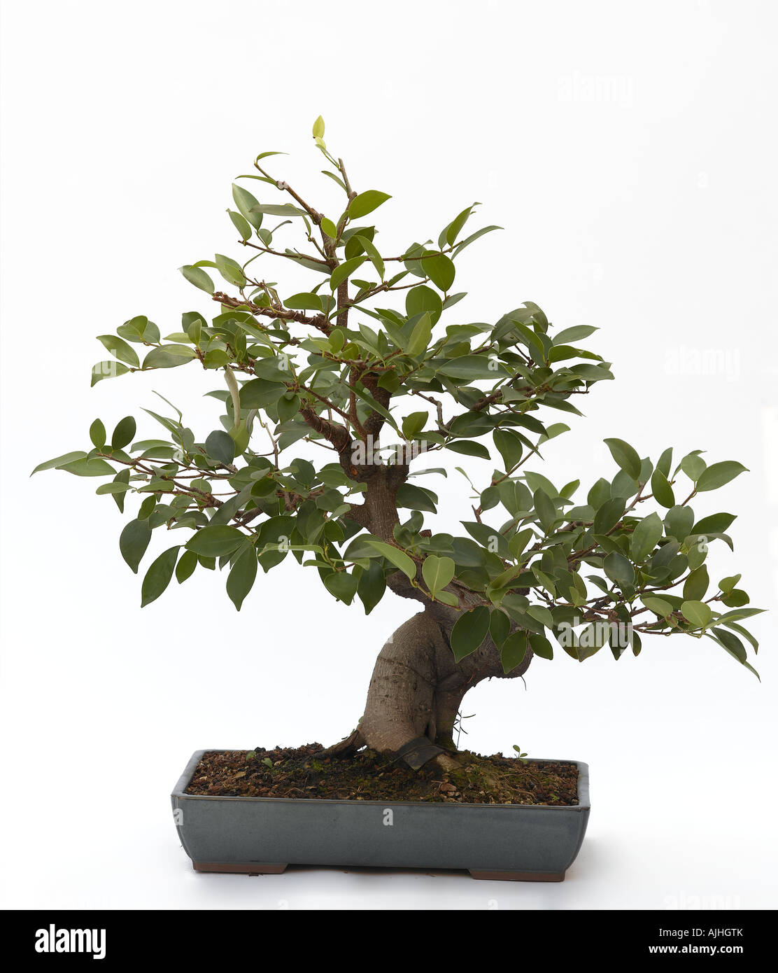 Potted ficus tree trees hi-res stock photography and images - Alamy