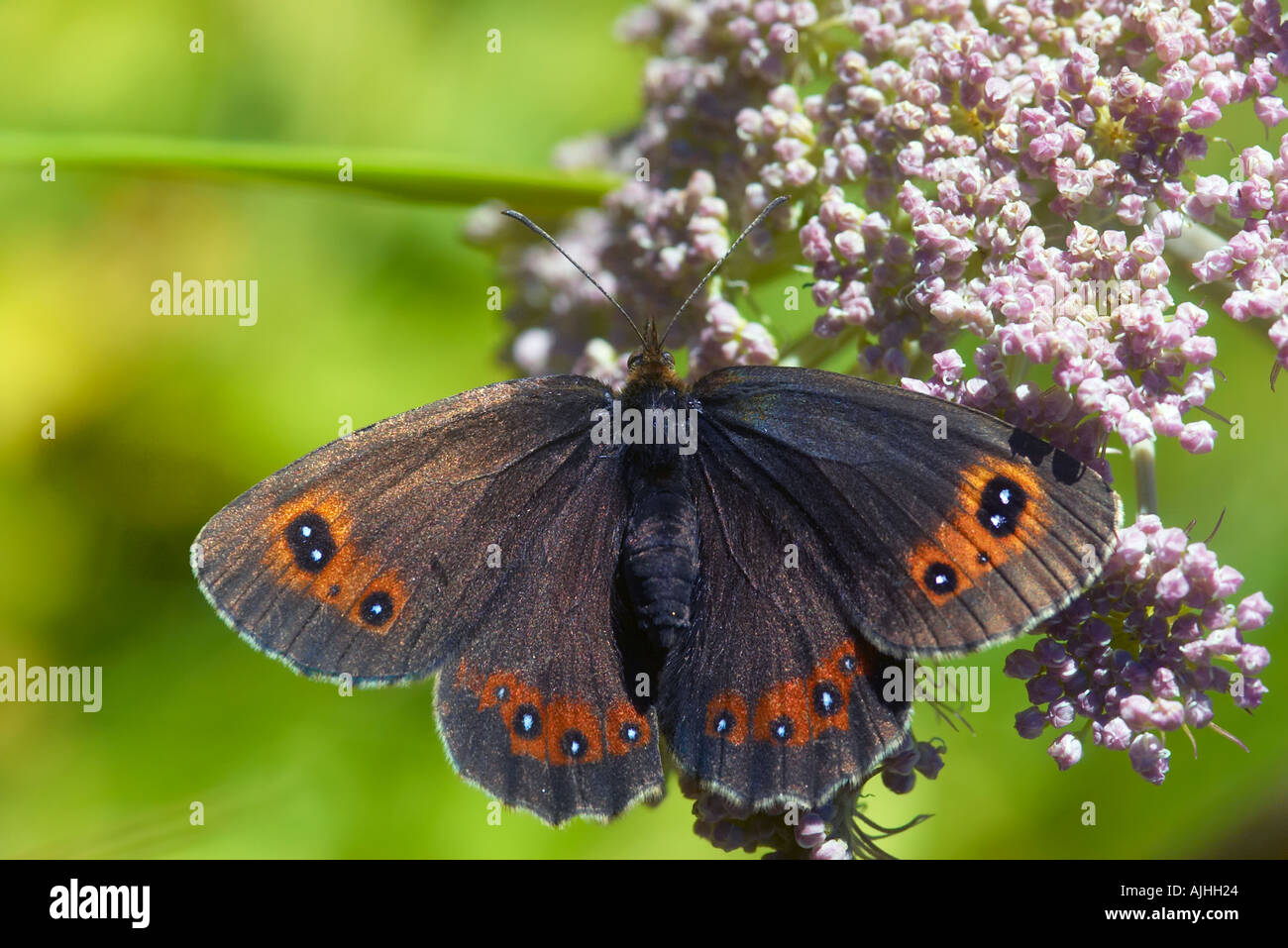 Scotch argus butterfly Erebia aethiops Stock Photo - Alamy