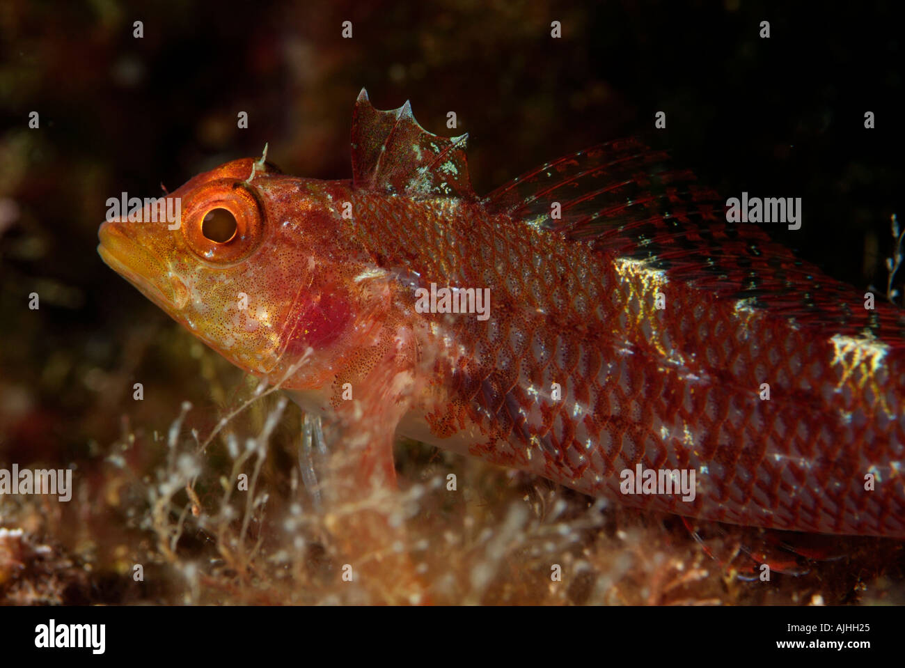 France Marseille Riou Island Imperial Du Milieu A Red Blenny ...