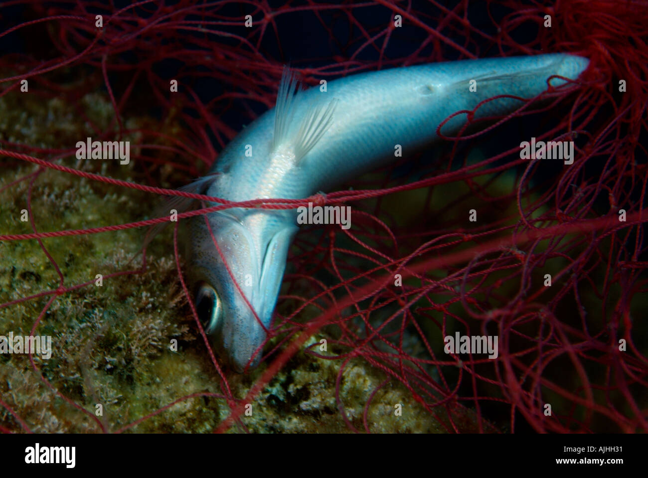 Fish trapped in a fishing net, Marseille, France Stock Photo - Alamy