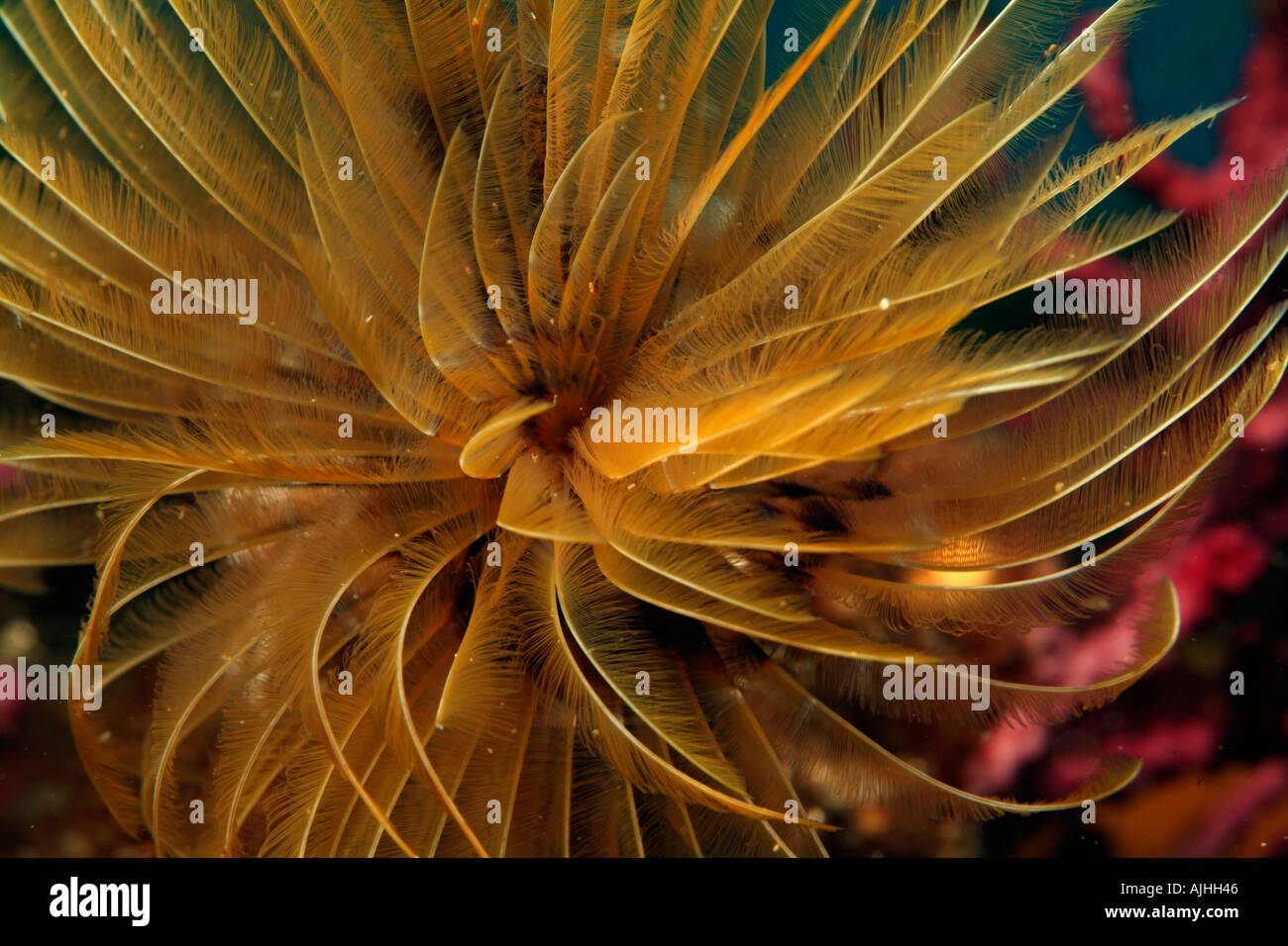 Bright yellow Feather Duster Worm (Sabella spallanzanii), Jarre Island ...