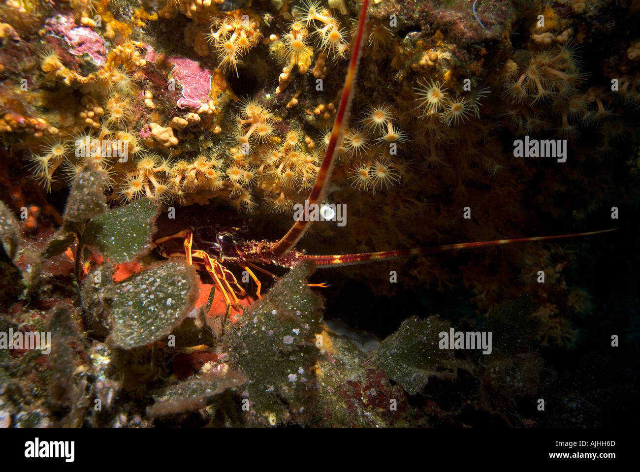 Spiny Lobster (Panulirus elephas) hiding in a hole, Cassidaigne ...