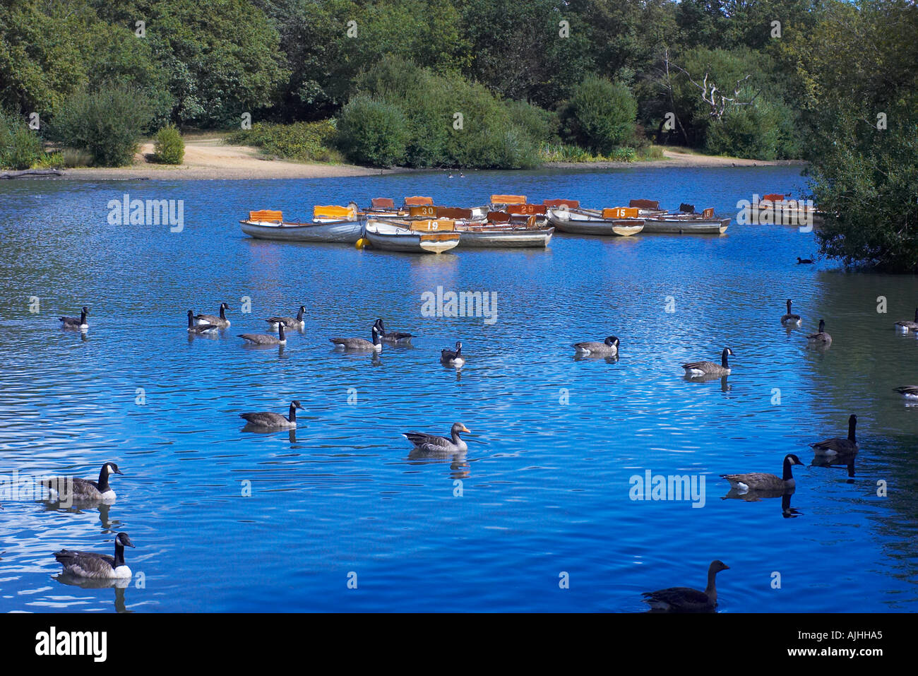 Hollow Ponds boating lake Epping Forest Waltham Forest Stock Photo - Alamy