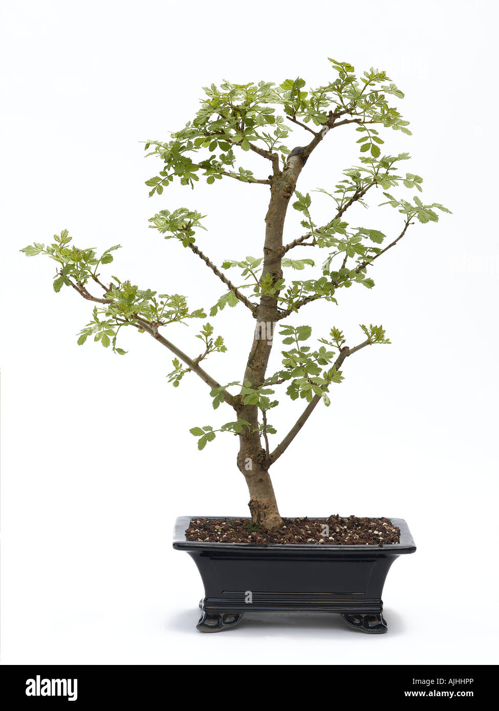 Ash Bonsai Fraxinus sp Stock Photo - Alamy