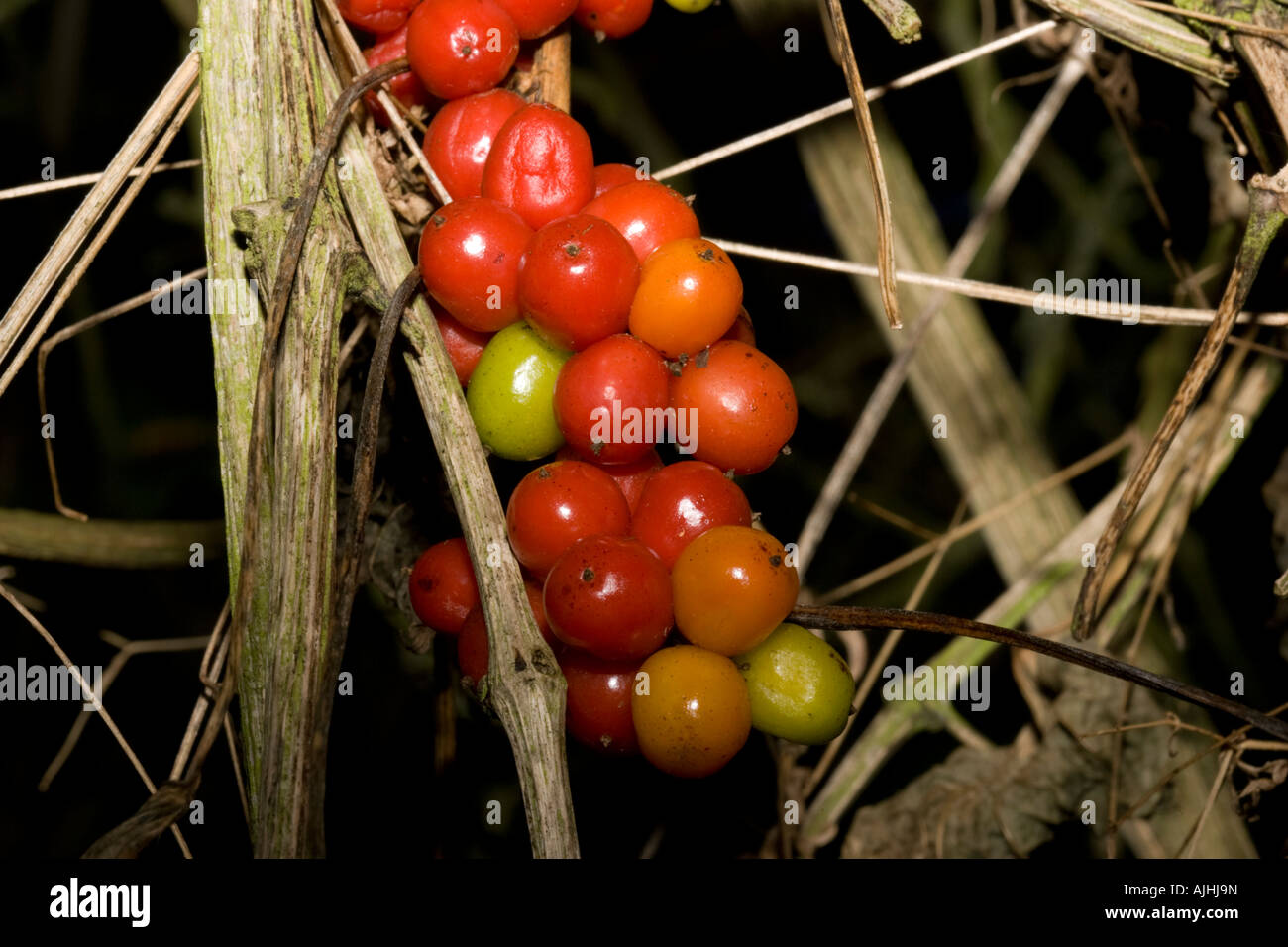 Red berries of Black bryony poisonous climbing plant Tamus communis ...