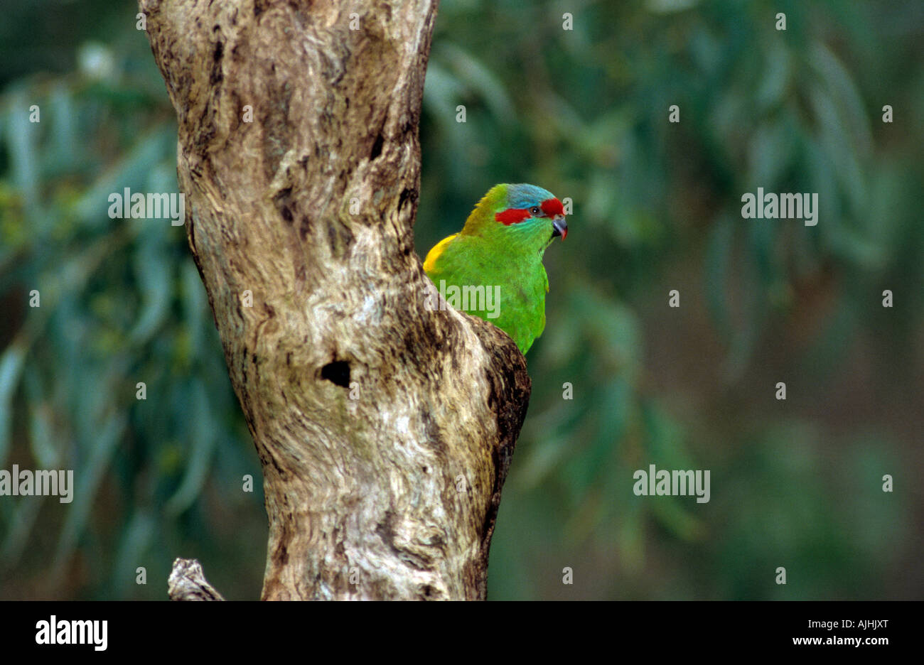 Musk Lorikeet - Glossopsitta concinna Stock Photo - Alamy
