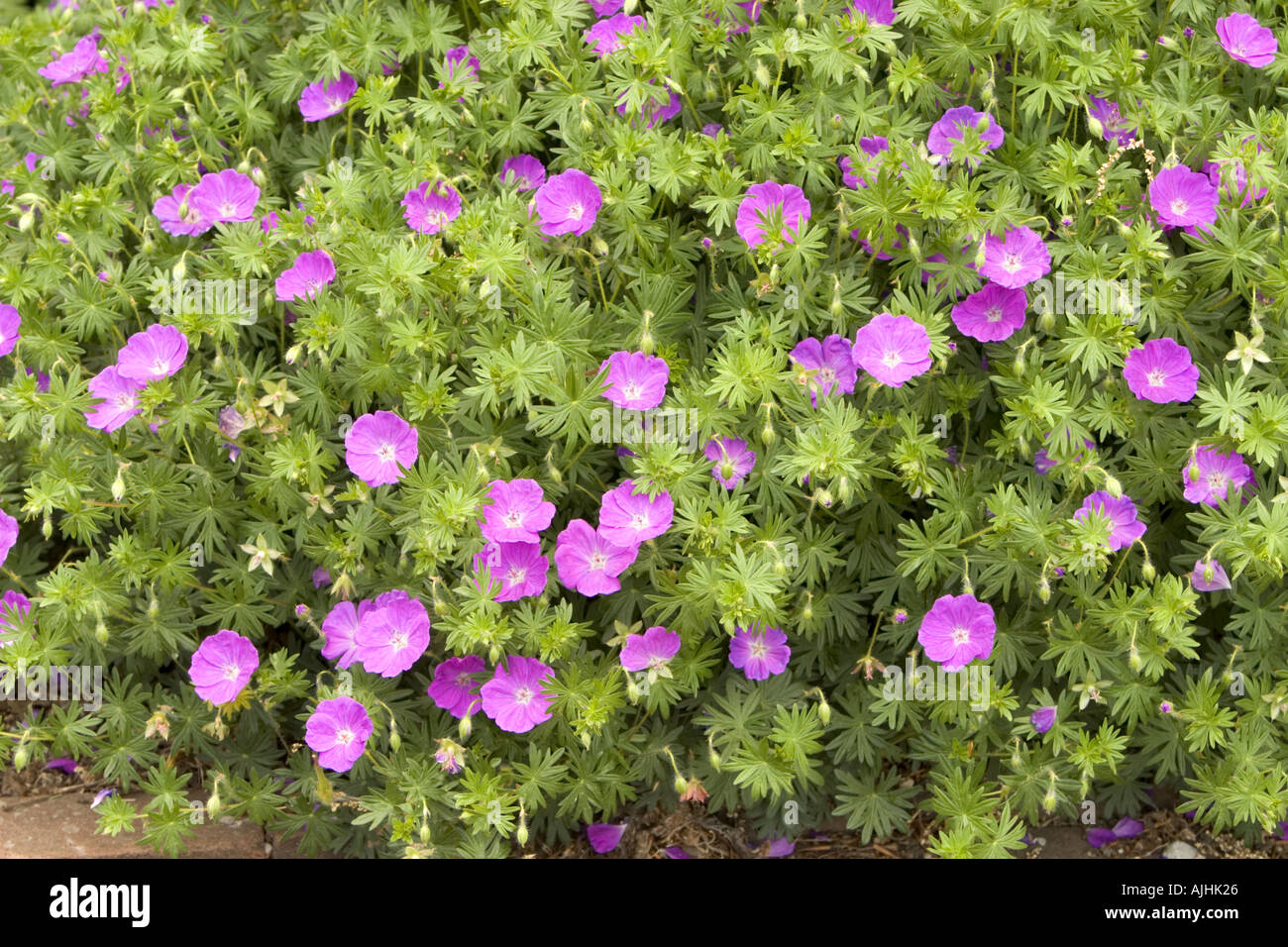 American cranesbill hi-res stock photography and images - Alamy