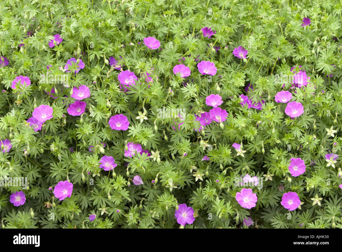 American cranesbill hi-res stock photography and images - Alamy