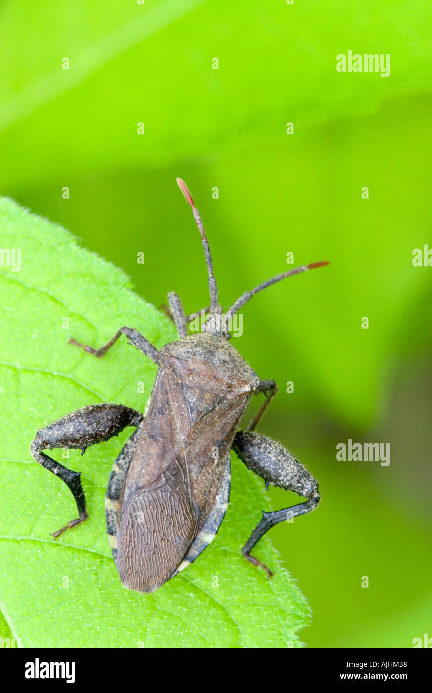 Squash bug hi-res stock photography and images - Alamy
