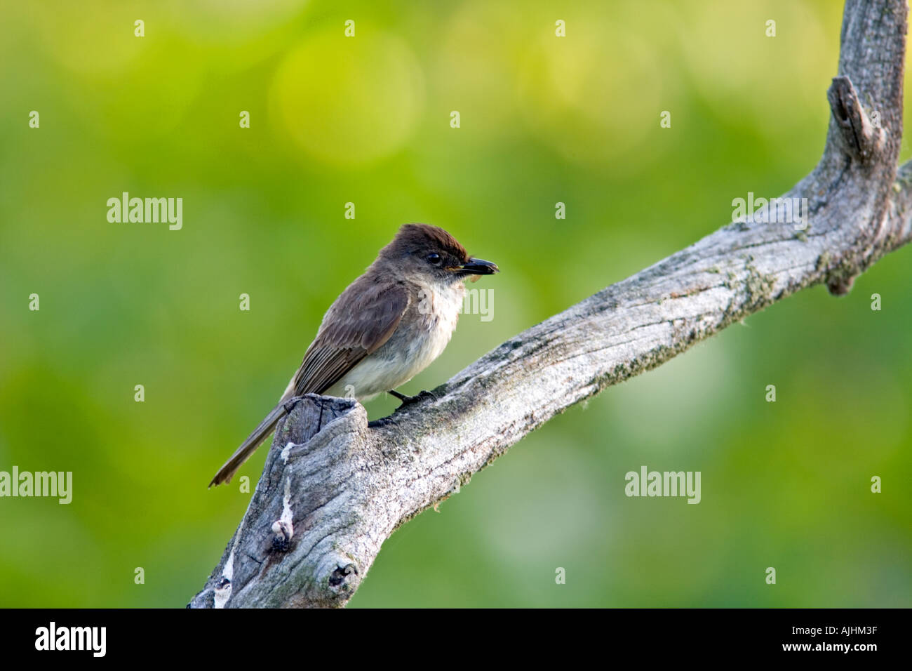 Eastern phoebe bird hi-res stock photography and images - Alamy