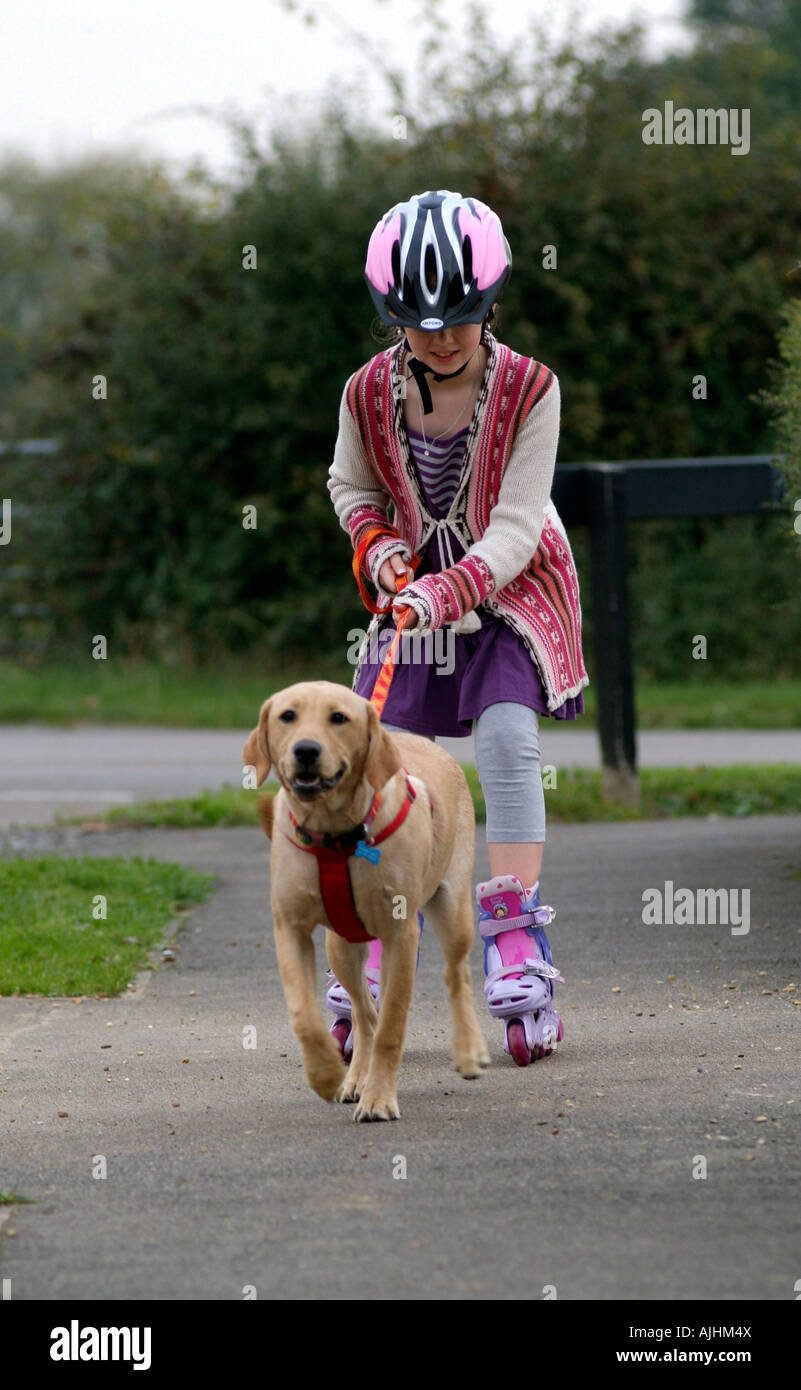 Girl on Rollerblades with her pet Labrador Retriever Dog Pulling her ...